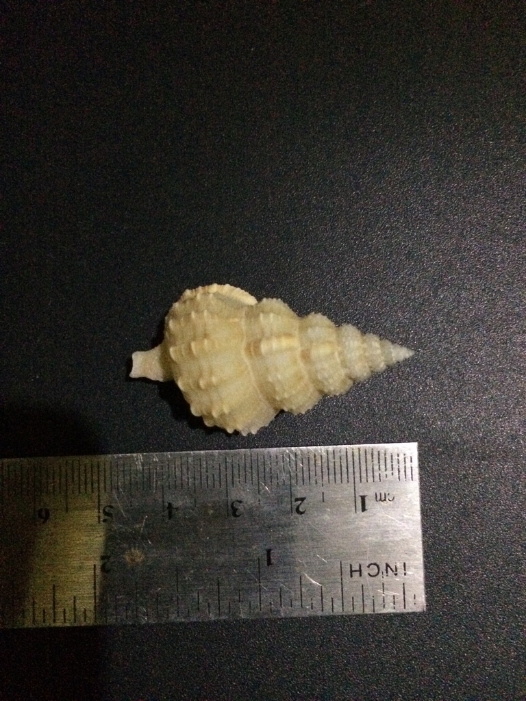 Nassaria from Samal City, PH-DV, PH on May 11, 2020 at 04:06 PM by Greg ...