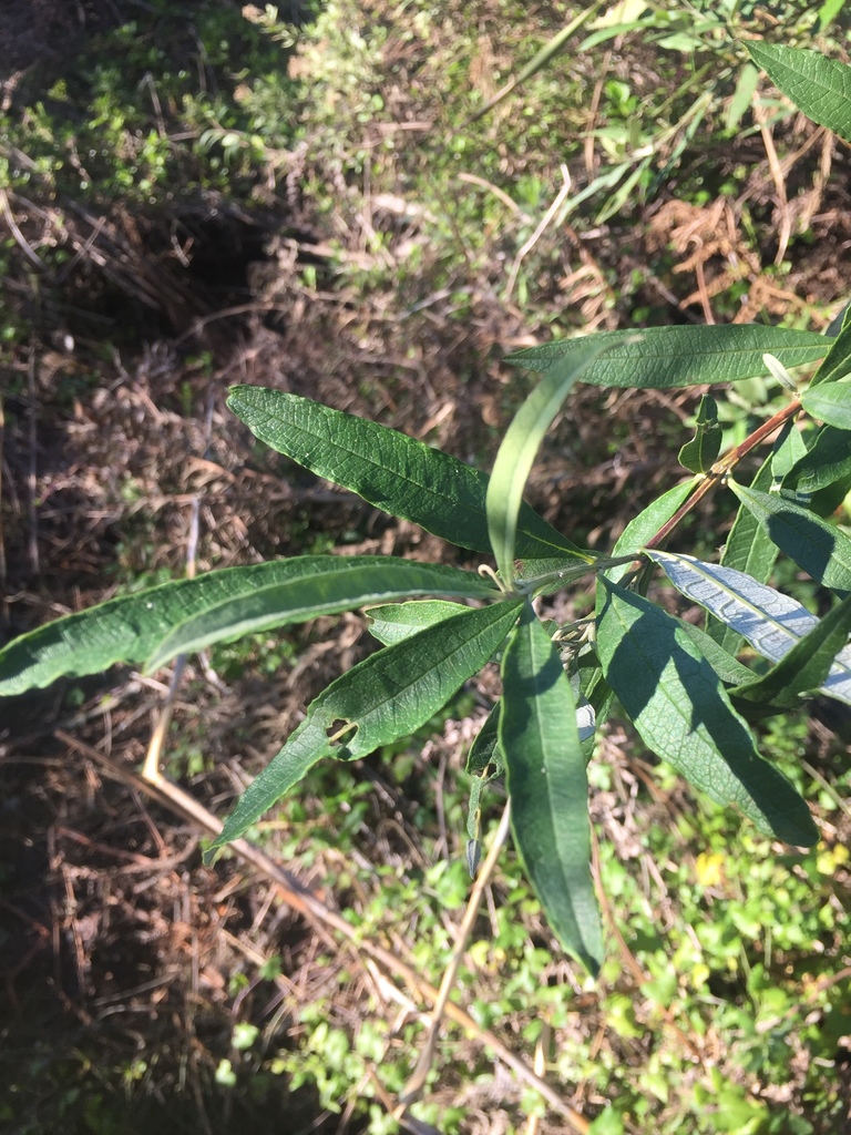 False Olive from Eden, ZA-WC, ZA on May 10, 2020 at 09:41 AM by indalo ...