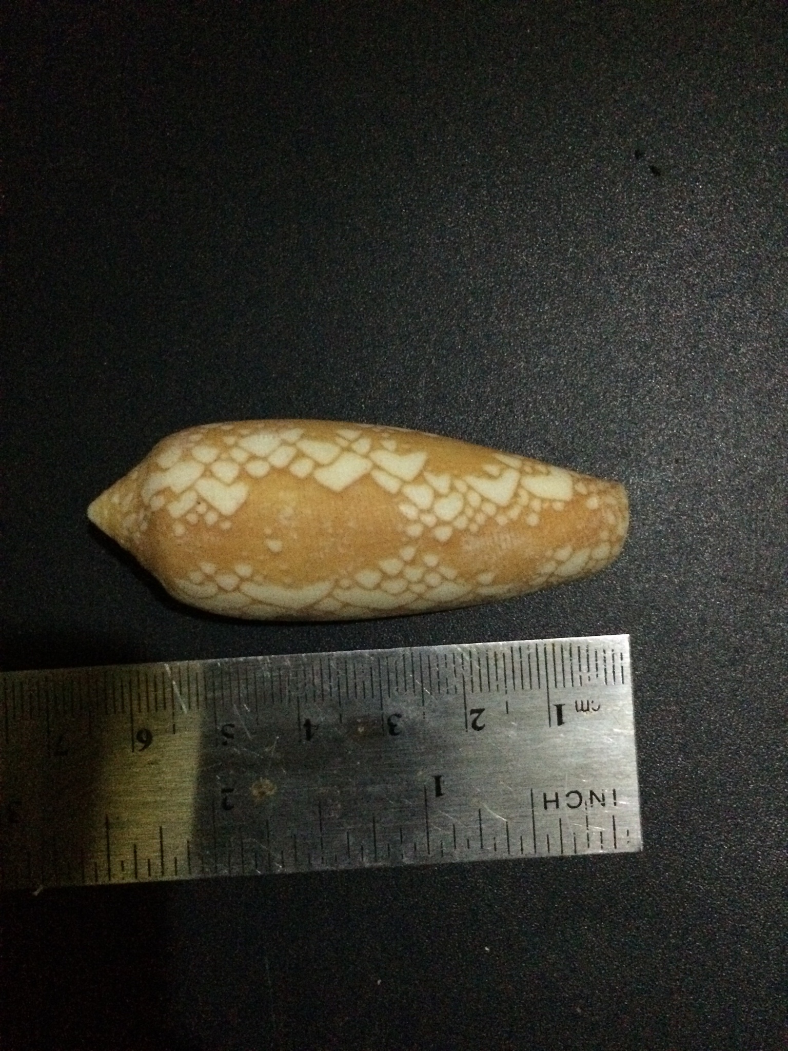 Conus aulicus Linnaeus, 1758