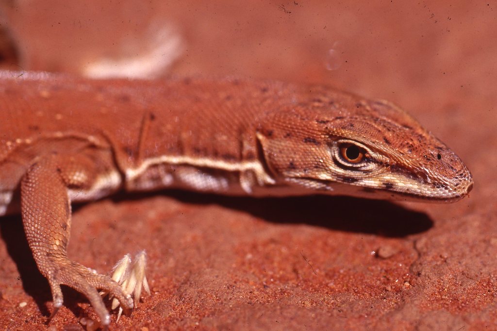 Rusty Desert Monitor from Carlo, Sturt QLD 4829, Australia on November ...