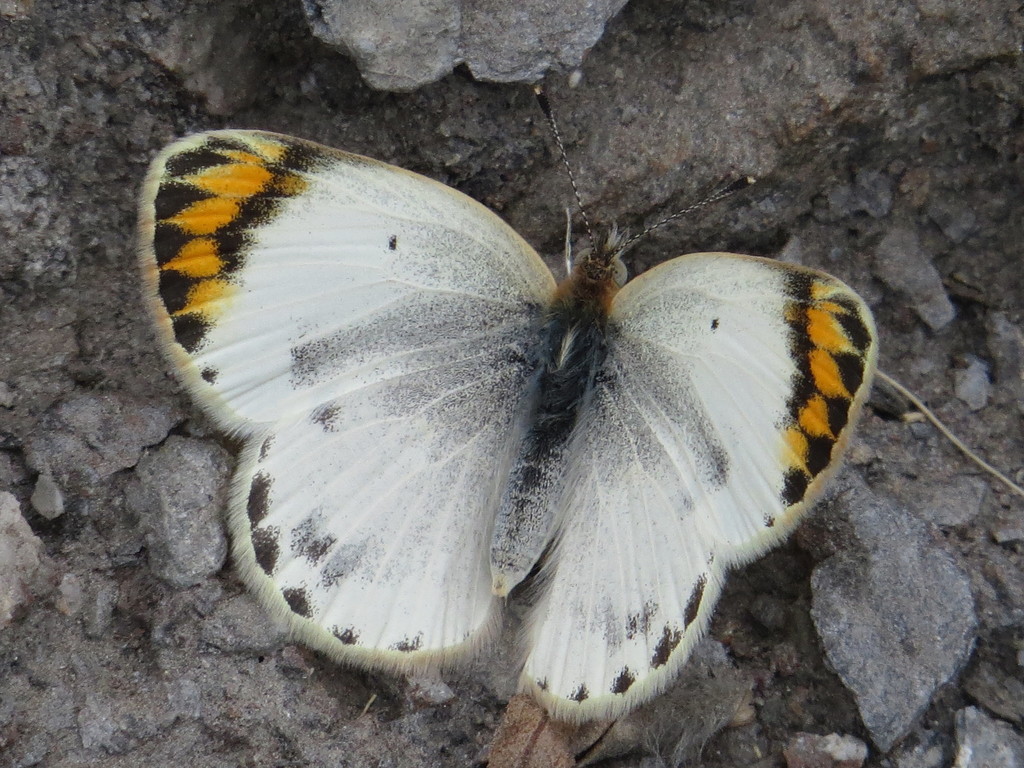 Desert Orange Tip (Moths and Butterflies of the Mfolozi River catchment ...