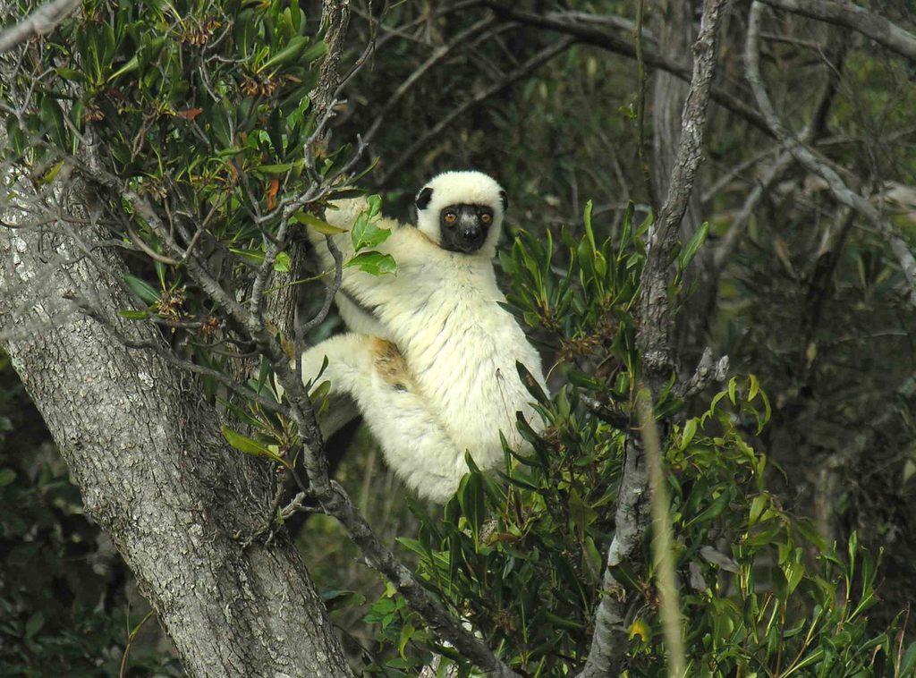 Von der Decken's Sifaka (Propithecus deckenii) - Know Your Mammals