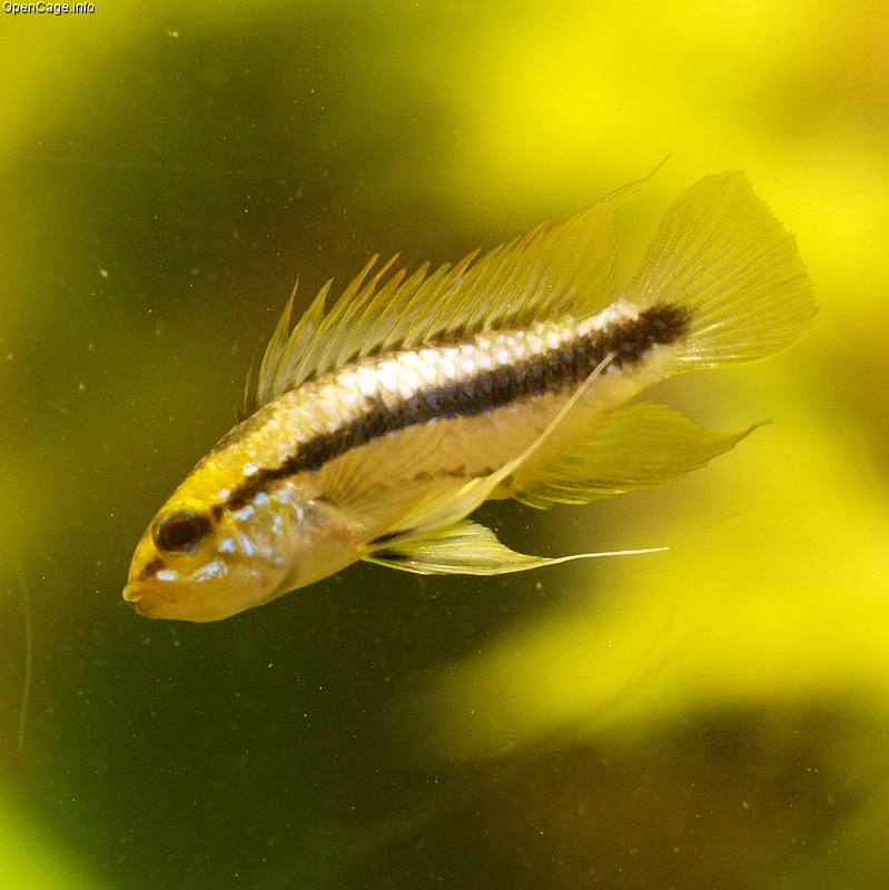 Apistogramma Iniridae