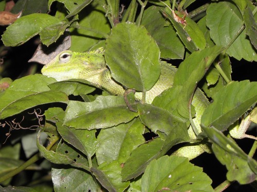 Great Crested Canopy Lizard (Bronchocela jubata) - Snakes and Lizards