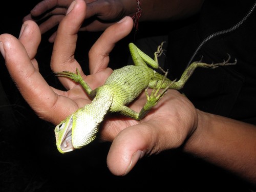Great Crested Canopy Lizard (Bronchocela jubata) - Snakes and Lizards