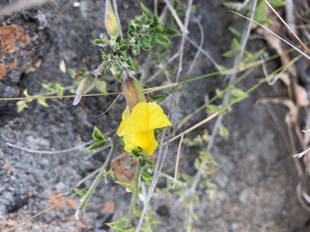 Frilly Pea from MP, ZA on May 9, 2020 at 12:32 PM by Troos van der ...