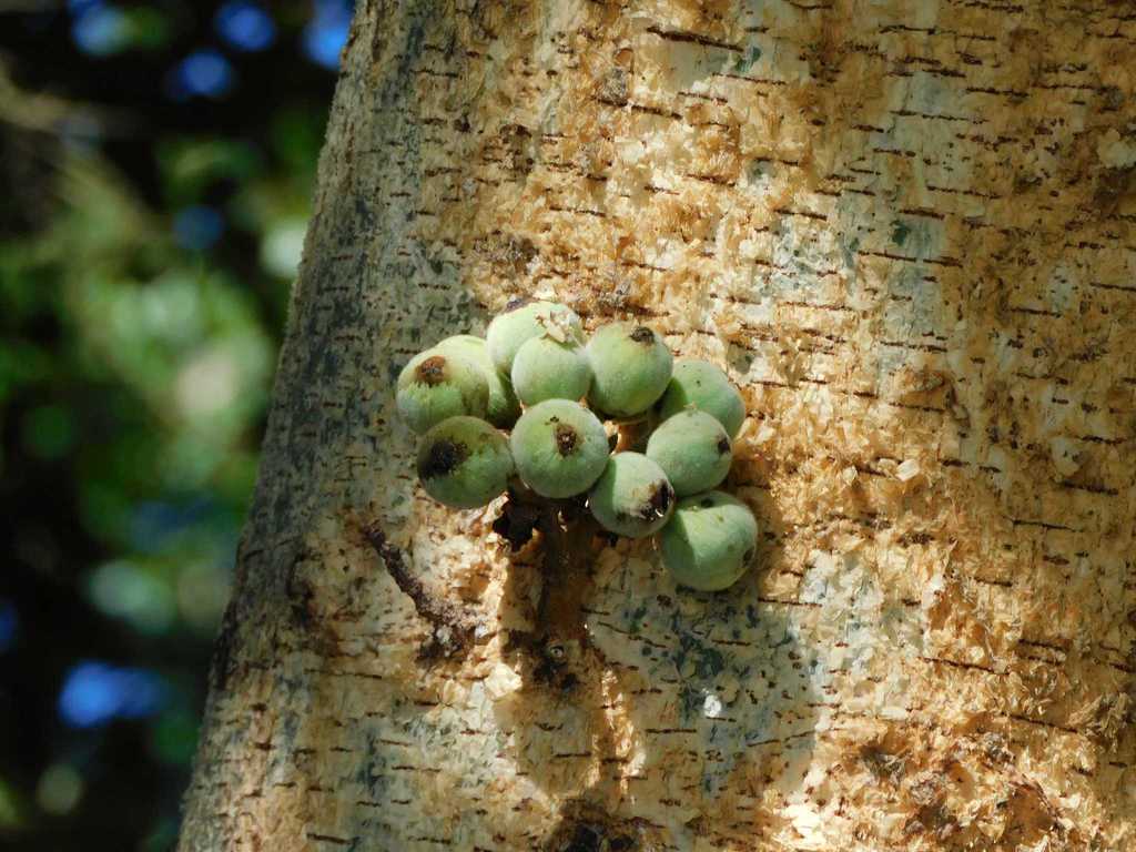 sycamore fig (Ficus sycomorus) - Botanical Realm