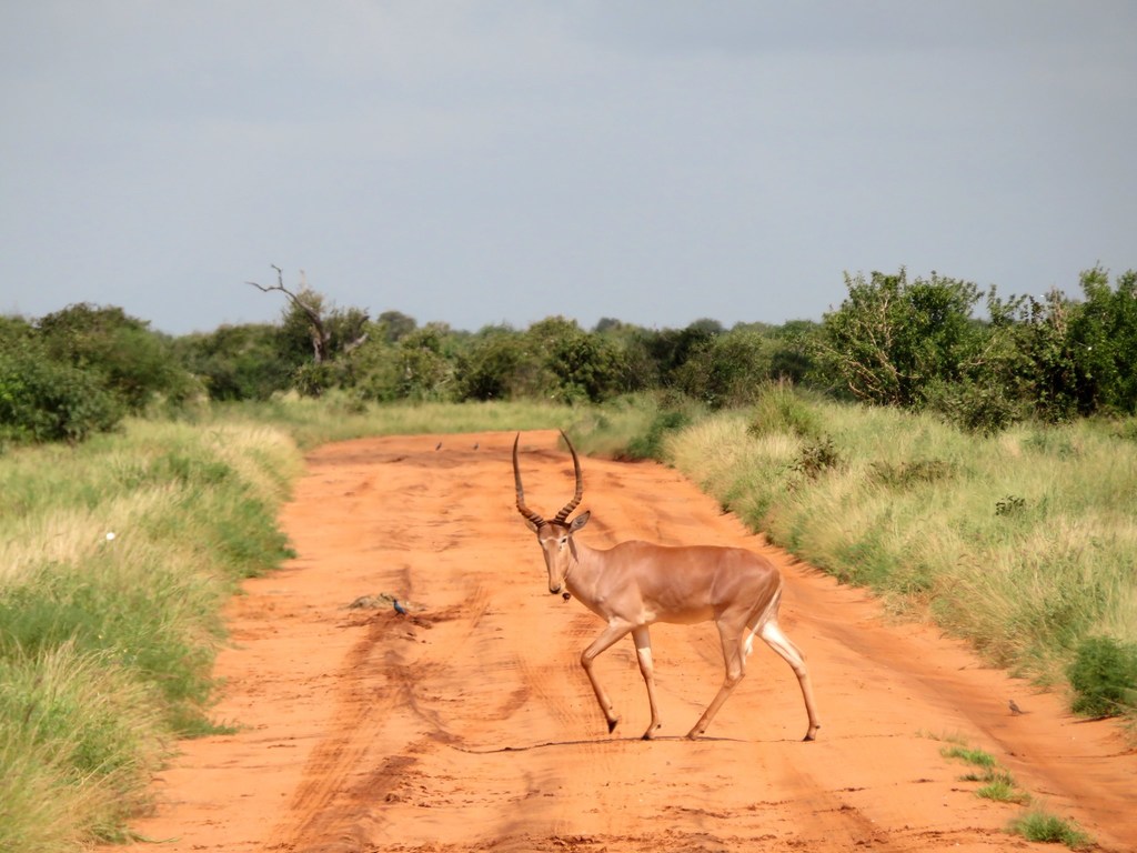 Hirola (Beatragus hunteri) - Know Your Mammals