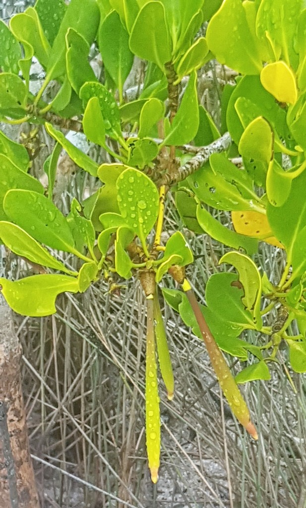 yellow mangroves (Ceriops) - Botanical Realm