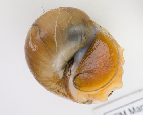 Pale moonsnail (Euspira pallida)
