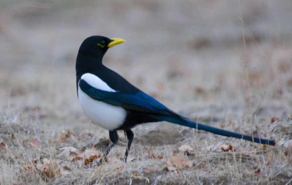 Yellow-billed Magpie in February 2014 by Howard Friedman · iNaturalist
