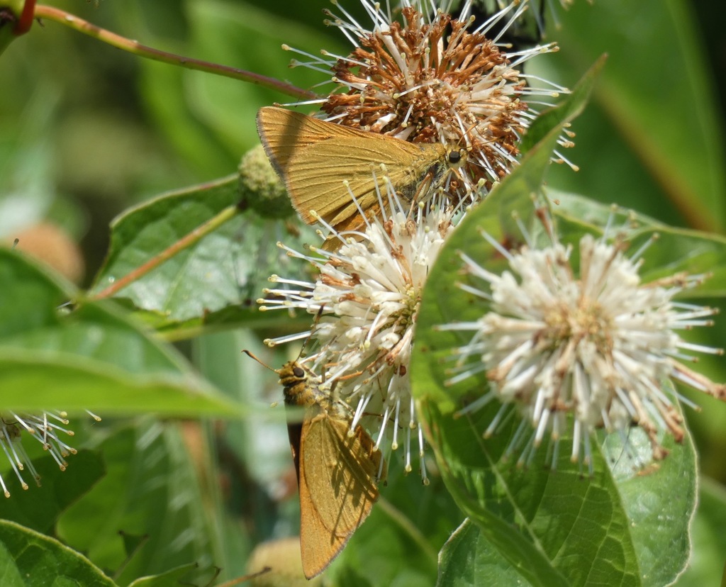 Rare Skipper in June 2019 by Jim Brighton · iNaturalist