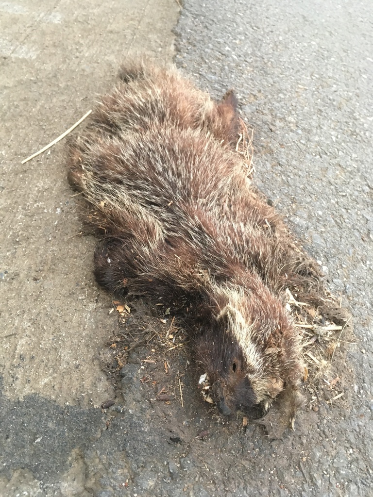 Lesser Grison from Cruce M-50 (Pueblo Hundido) - Curanipe - Cobquecura ...