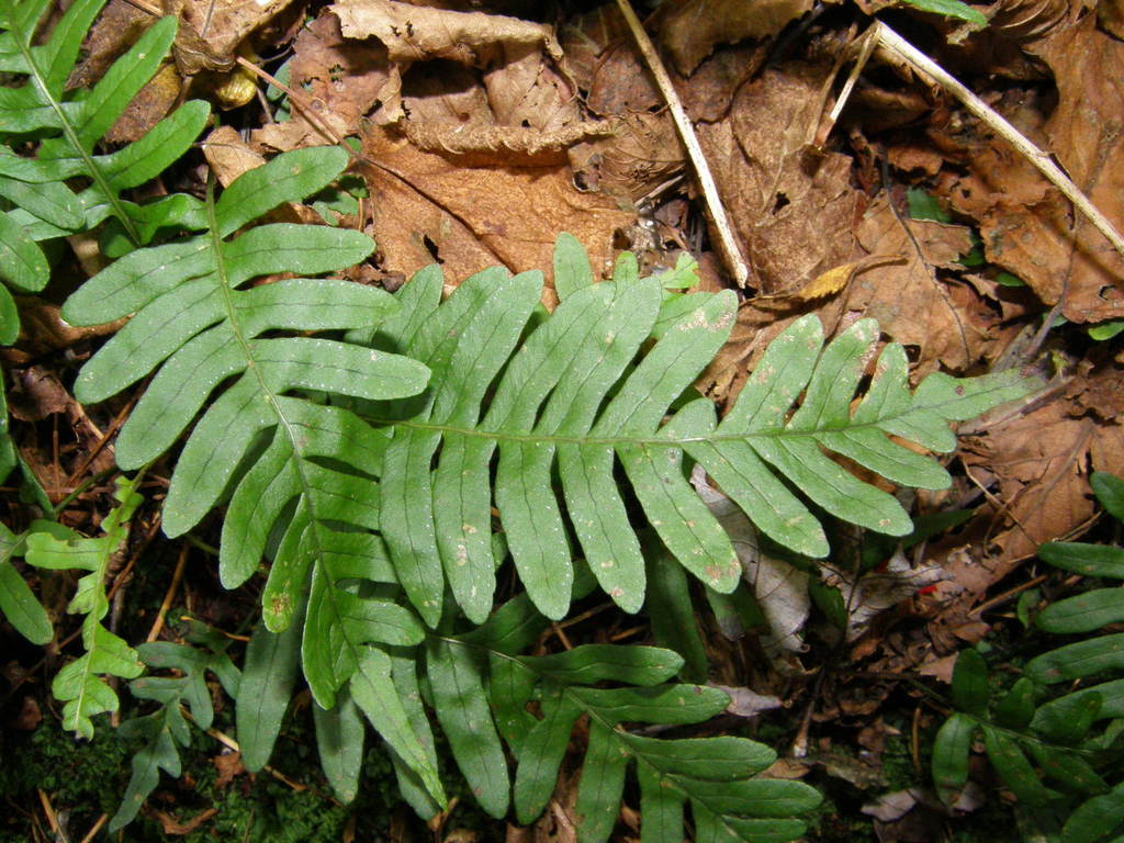 Appalachian rockcap fern (Ferns of North America) · iNaturalist