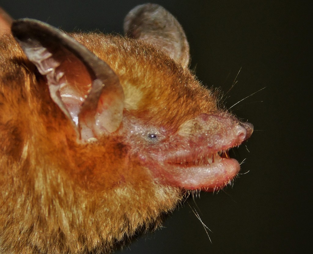 Bickham's Little Yellow Bat from Humuya, Honduras on November 15, 2018 ...
