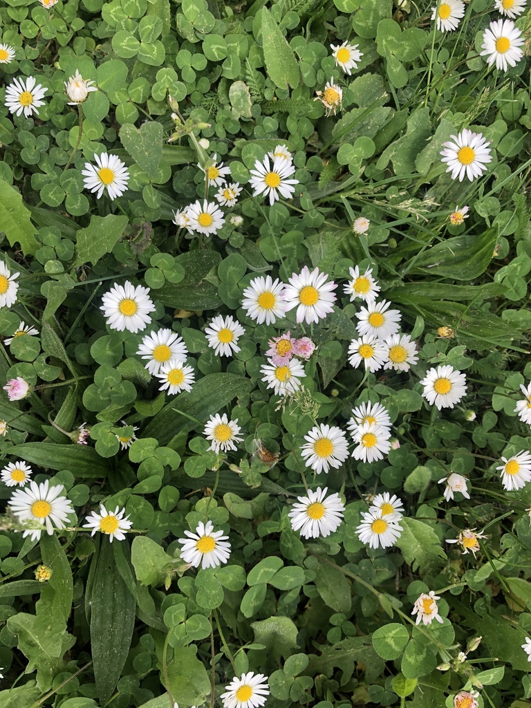 Lawn daisy from K Hasičce, Lelekovice, South Moravia, CZ on May 11 ...