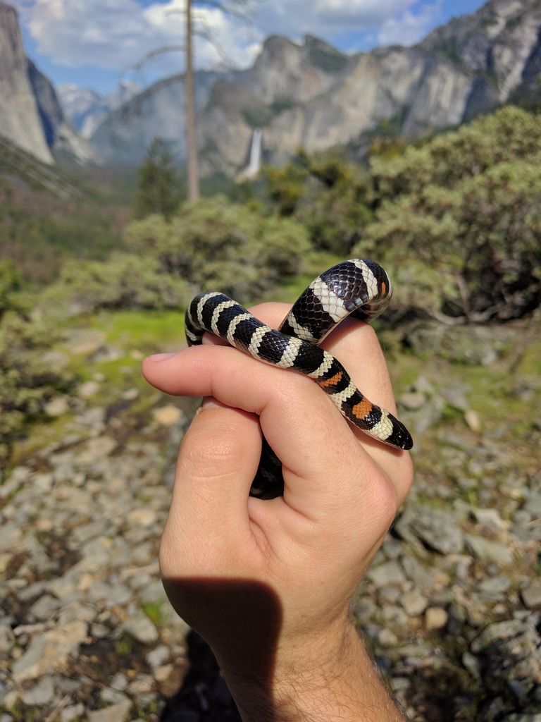 California Mountain Kingsnake in May 2017 by swings. Most incredible ...