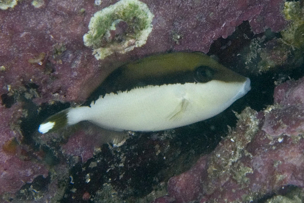 Flagtail Triggerfish from Jervis Bay JBT 2540, Australia on April 16 ...