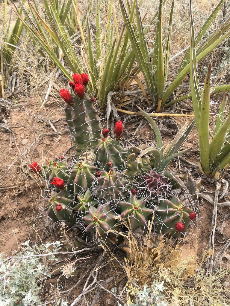 Kingcup Cactus in May 2020 by Cecelia Alexander · iNaturalist