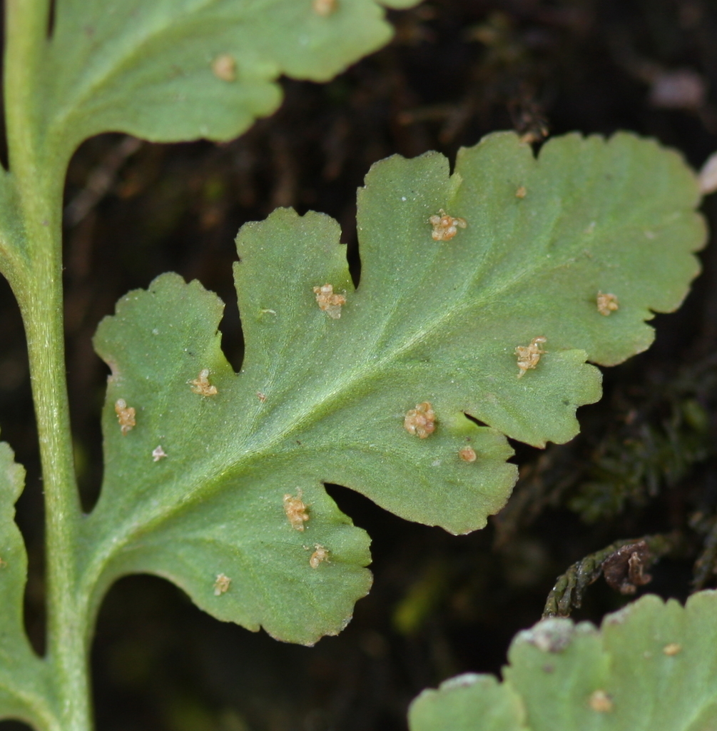 Fragile fern (Ferns and Fern Allies of Floracliff Nature Sanctuary ...