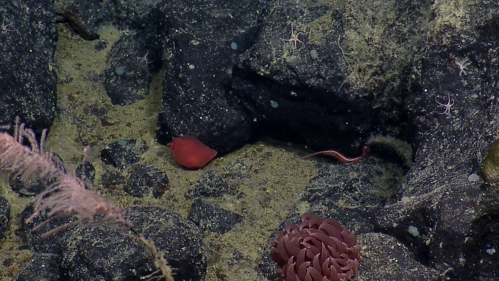 Red Sea Slug (NorthEast Pacific Deep Exploration Project (a MLNEP guide ...