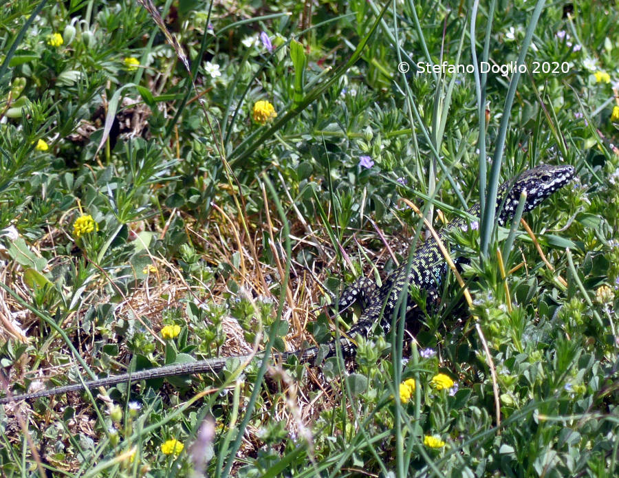 Common Wall Lizard from Monte Cerella on May 9, 2020 at 10:36 AM by ...