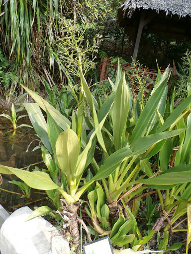 (Hanguana malayana) - Botanical Realm