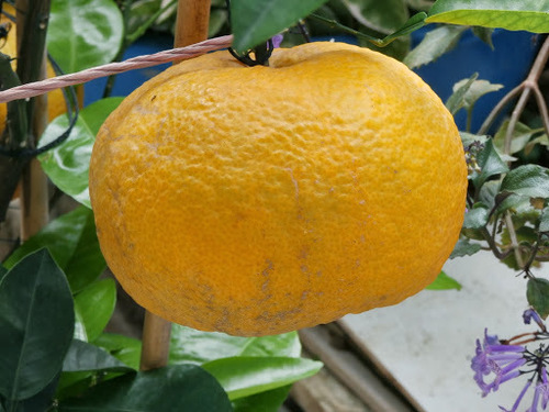 Satsuma Mandarin (Citrus unshiu) · iNaturalist