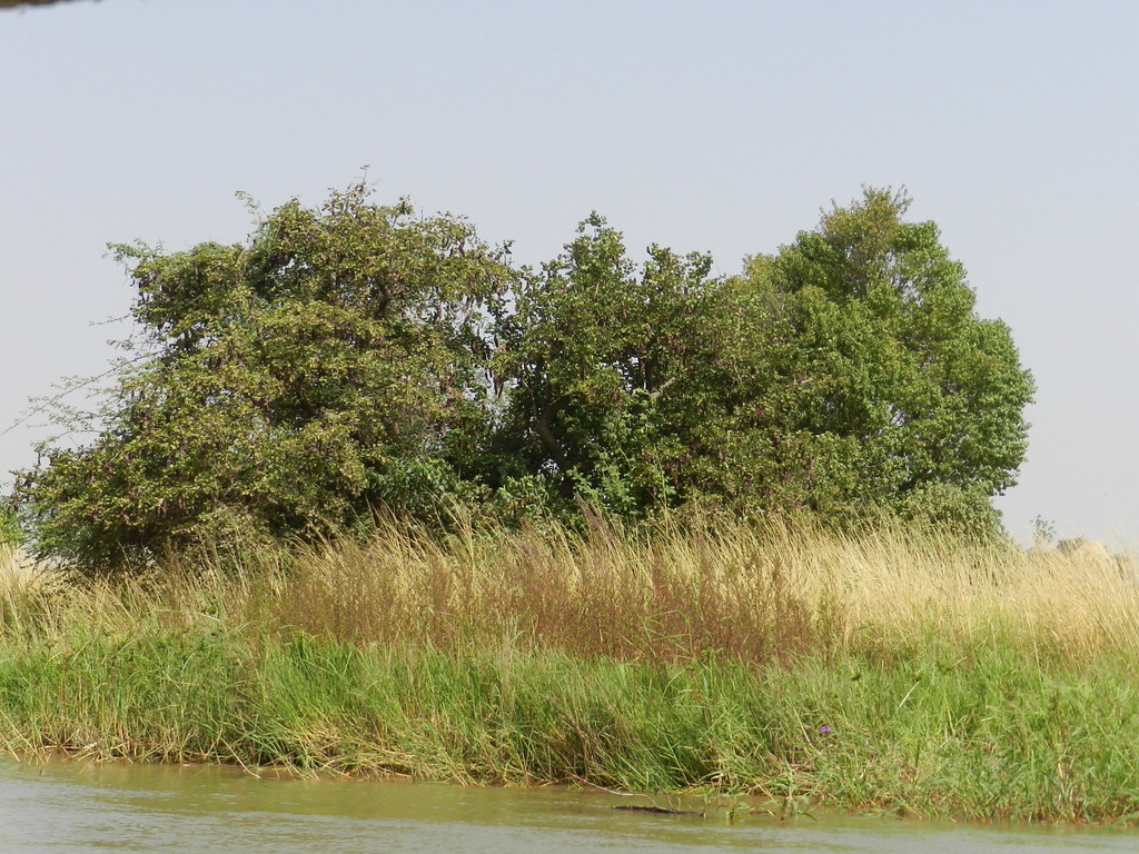 Piliostigma reticulatum from River Niger, bordering on Parc W, in south ...