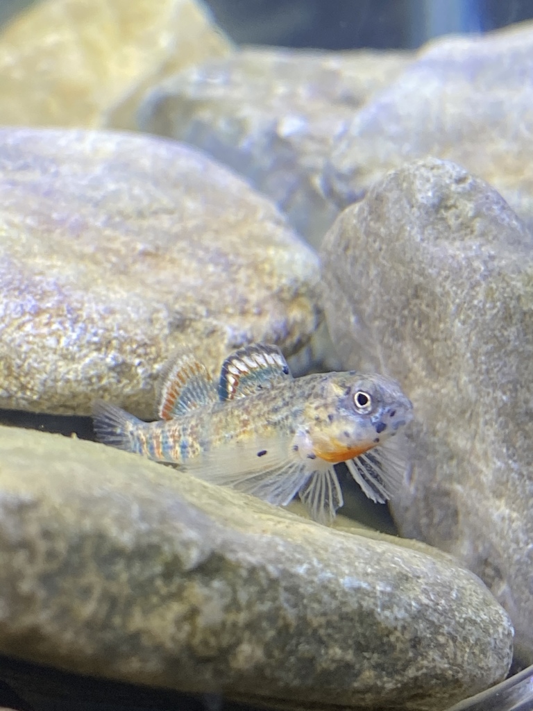 Headwater Darter from Buffalo, KY, US on May 09, 2020 at 05:04 PM by ...