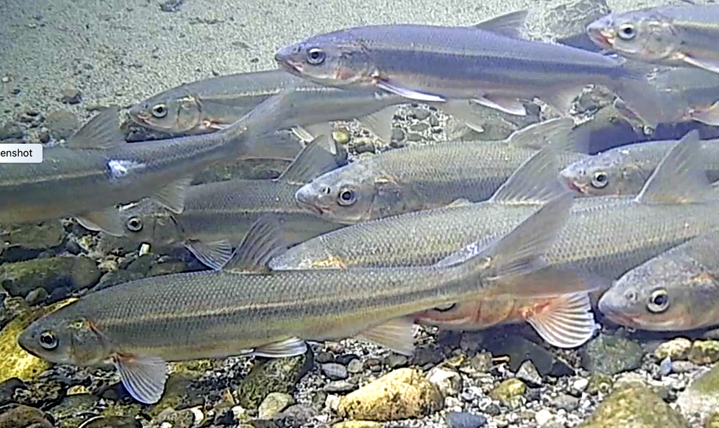 Peamouth (Mylocheilus caurinus) - Marine Life Identification