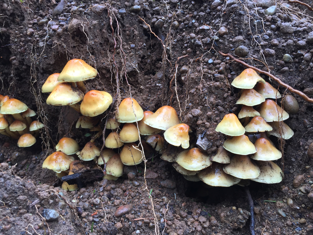 Sulphur Tuft from The Evergreen State College, Olympia, WA, US on April ...