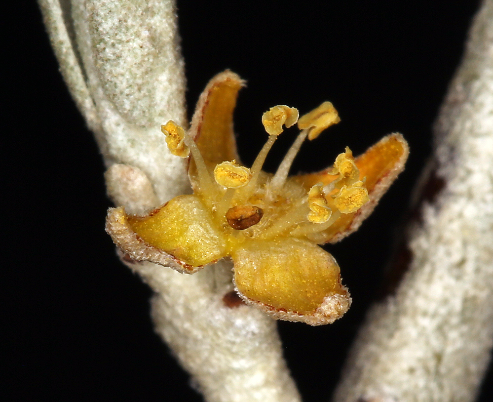 silver buffaloberry (Plants of Rosewood Nature Study Area) · iNaturalist