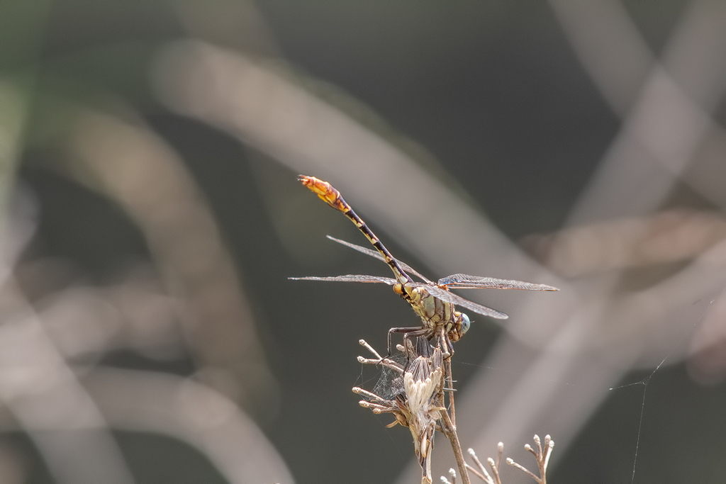 Sulphur-tipped Clubtail from 3333 Butterfly Park, Mission, TX 78572 ...