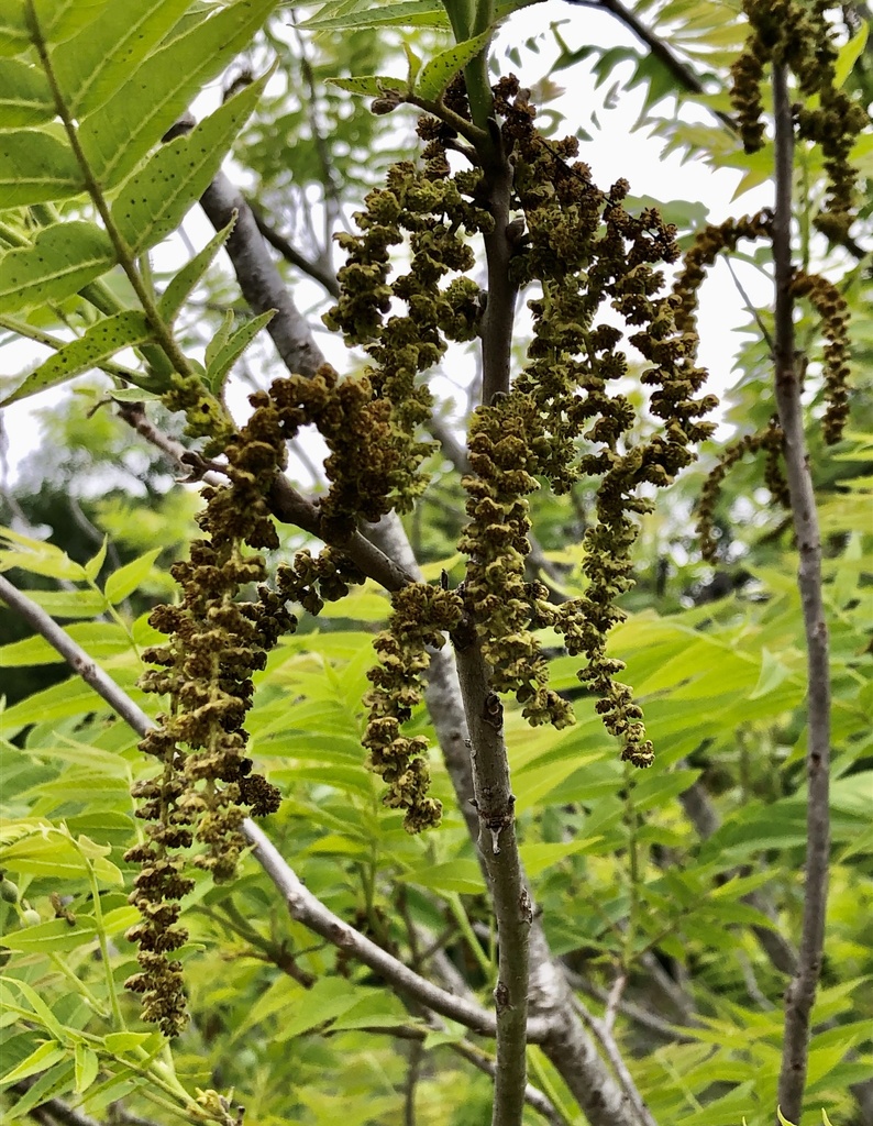 walnut family (Juglandaceae) - Botanical Realm