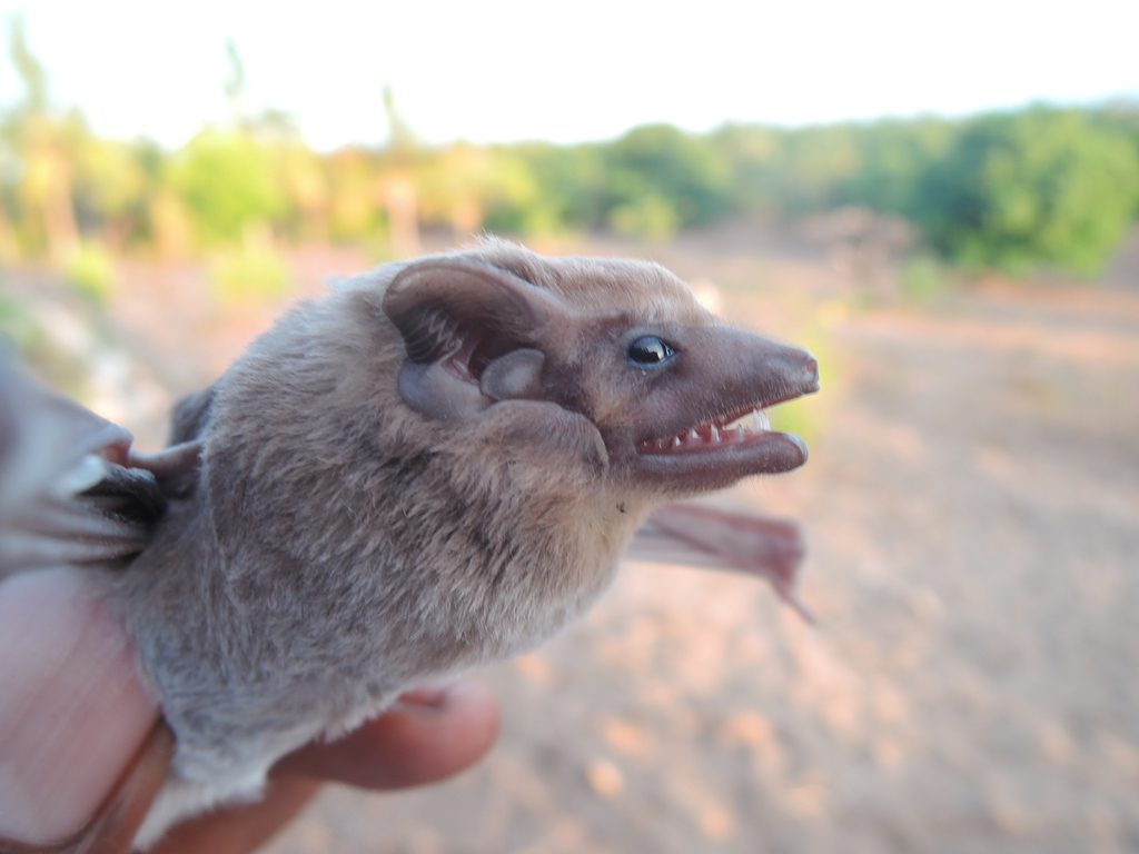 Egyptian Tomb Bat (Taphozous perforatus) - Know Your Mammals