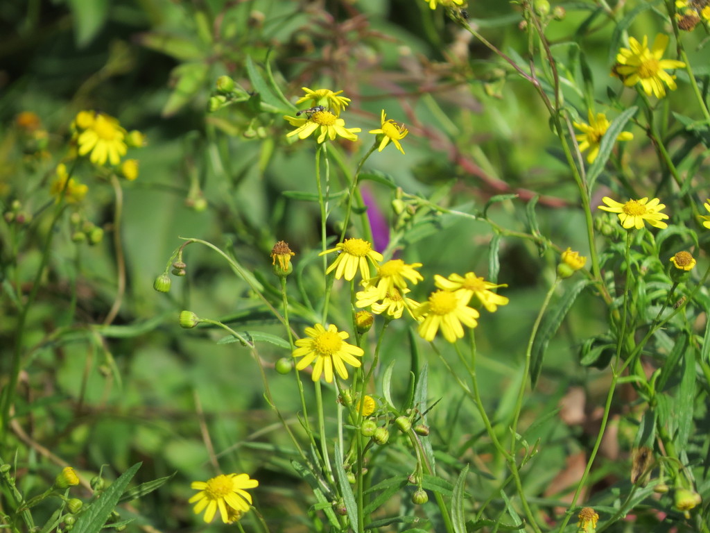 Madagascar Ragwort (Bahr's Scrub Flora) · iNaturalist