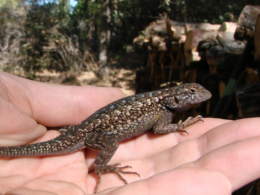 Sierra Fence Lizard (Herpetofauna of the Sierra Nevada) · iNaturalist