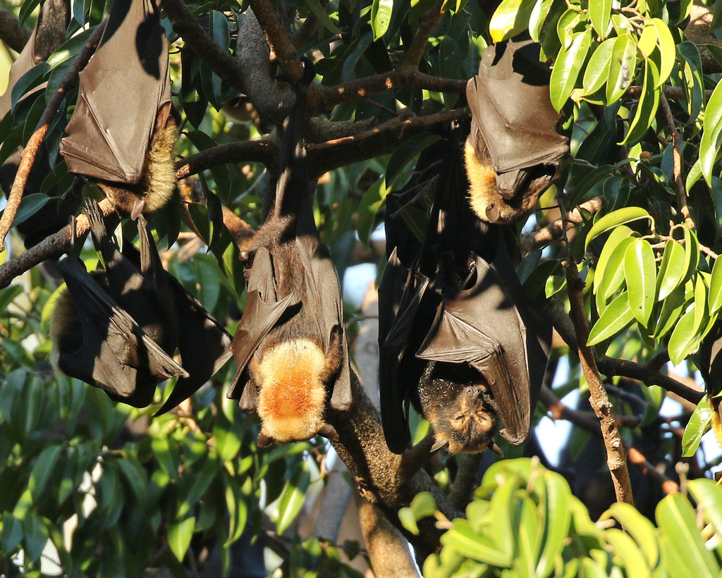 Spectacled Flying-fox (Pteropus conspicillatus) - Know Your Mammals