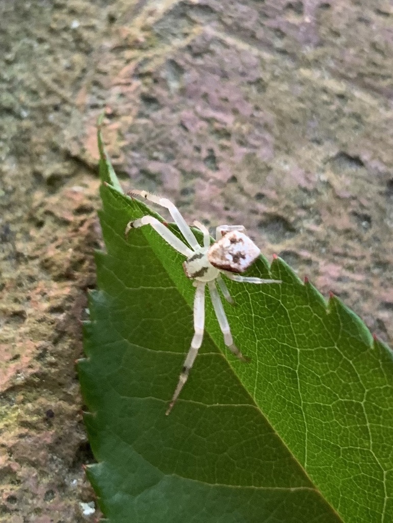 Mecaphesa from Bienville National Forest, Morton, MS, US on May 10 ...
