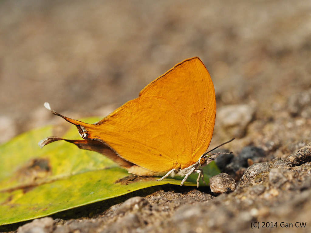 Yamfly (Butterflies of Ambivli Biodiversity Park and Surroundings ...