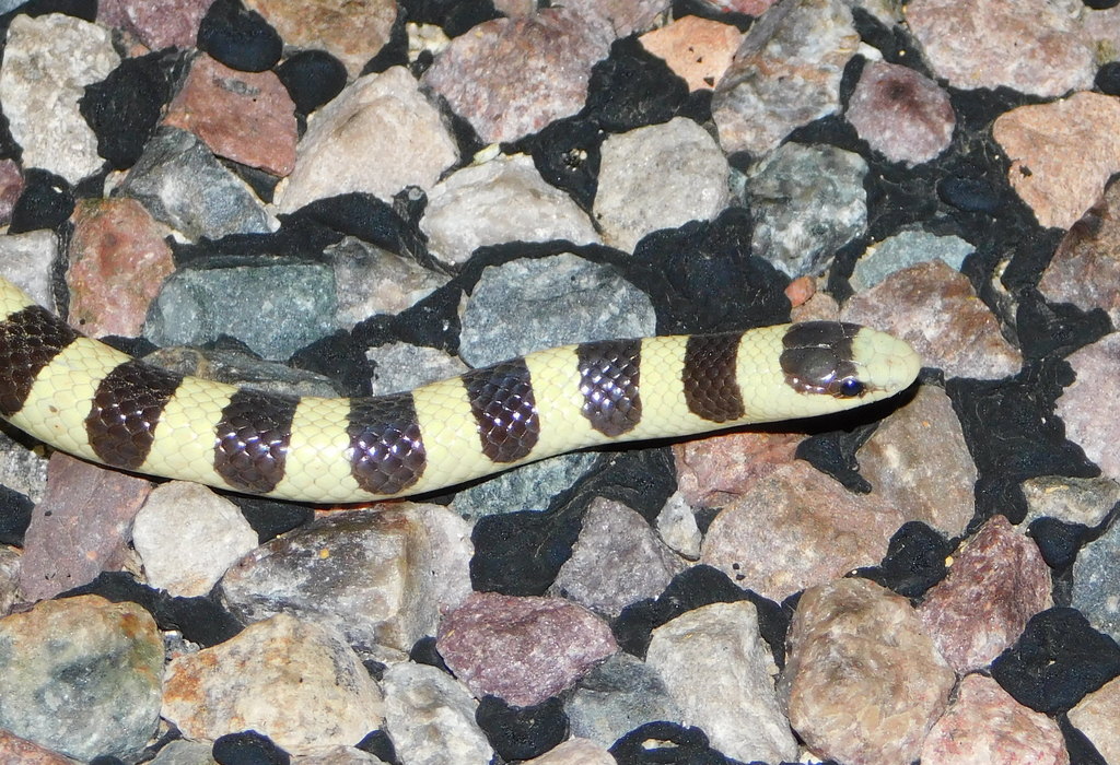 Resplendent Desert Shovel-Nosed Snake in April 2020 by Eric Hough ...