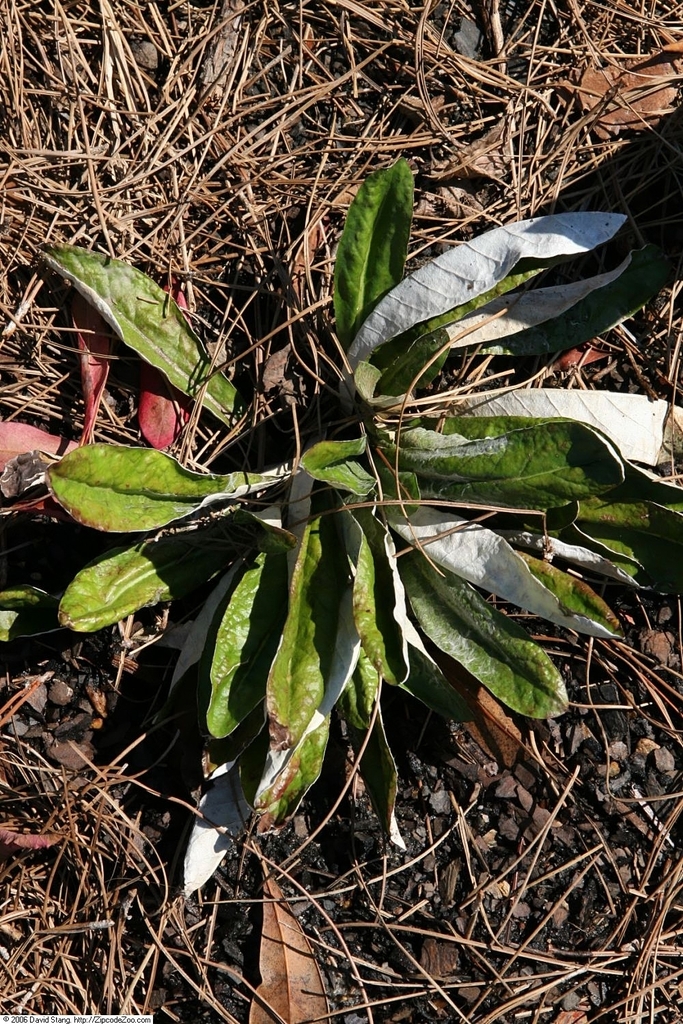 Pineland Daisy (Chaptalia tomentosa) - Botanical Realm
