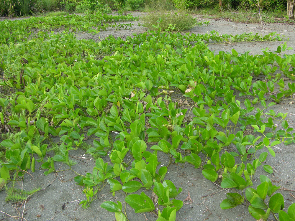 Beach Bean (Common Vines & Climbing Plants of Puerto Rico and the ...