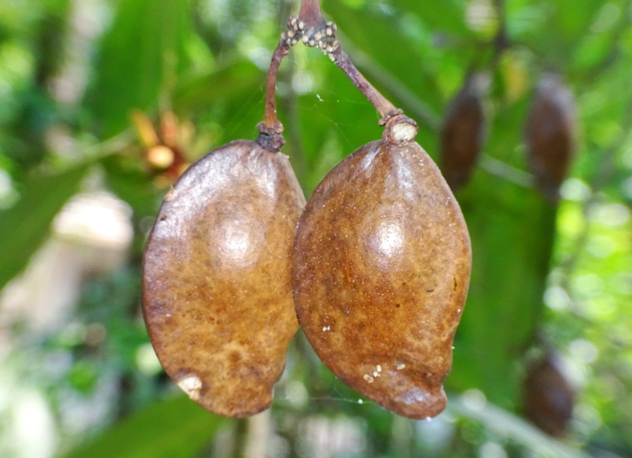 Samadera indica Gaertn.