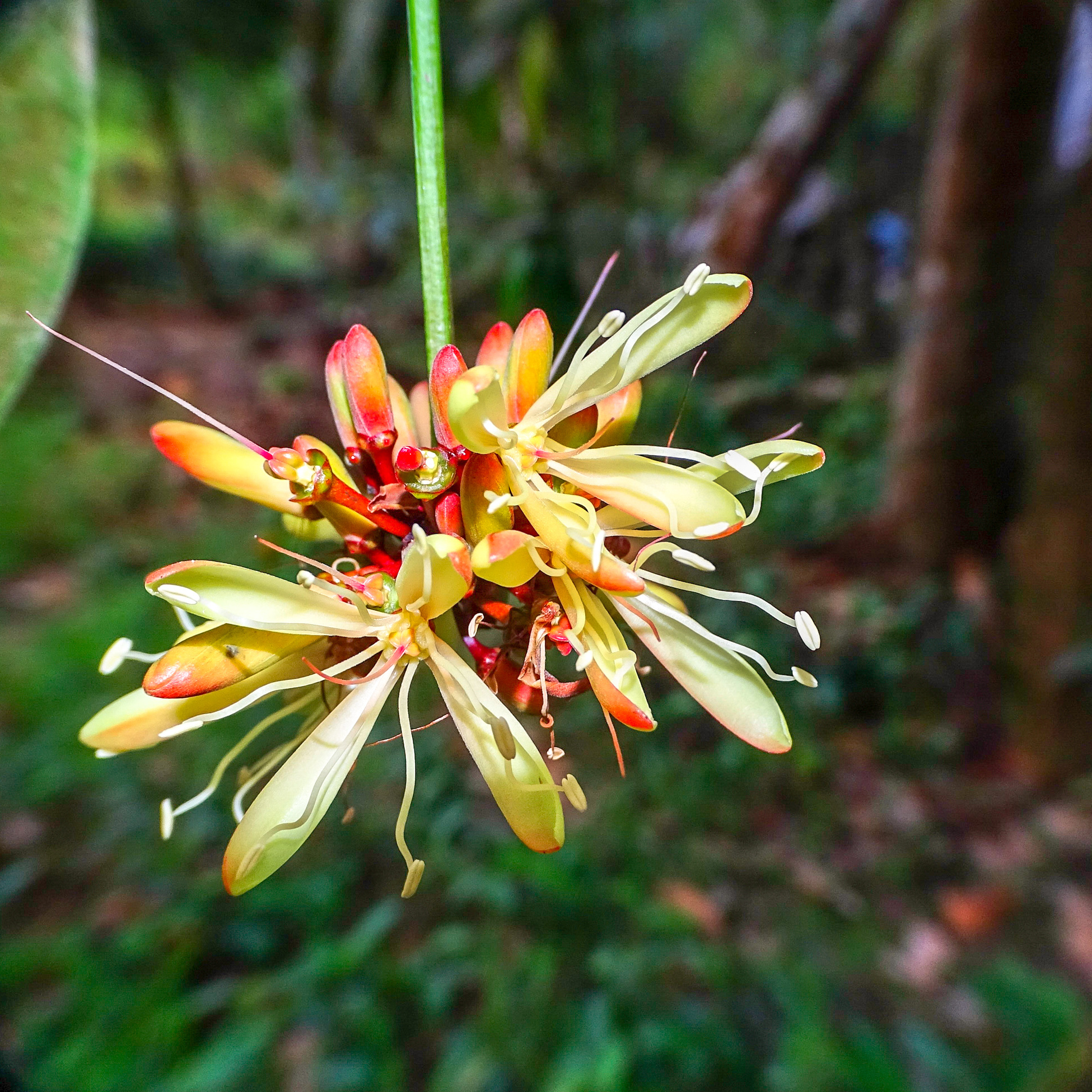 Samadera indica Gaertn.