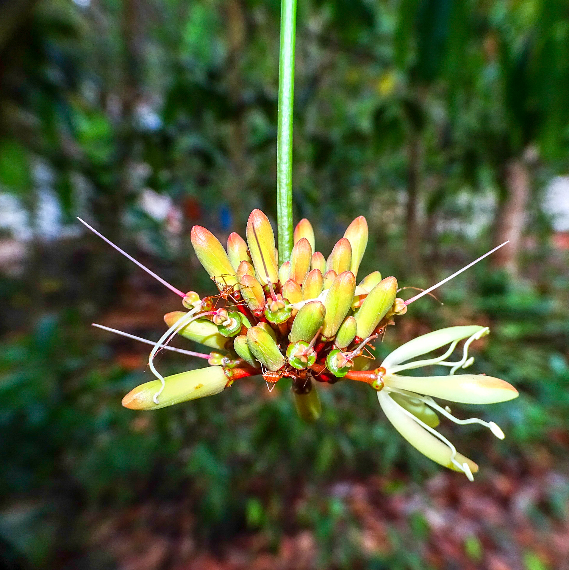Samadera indica Gaertn.