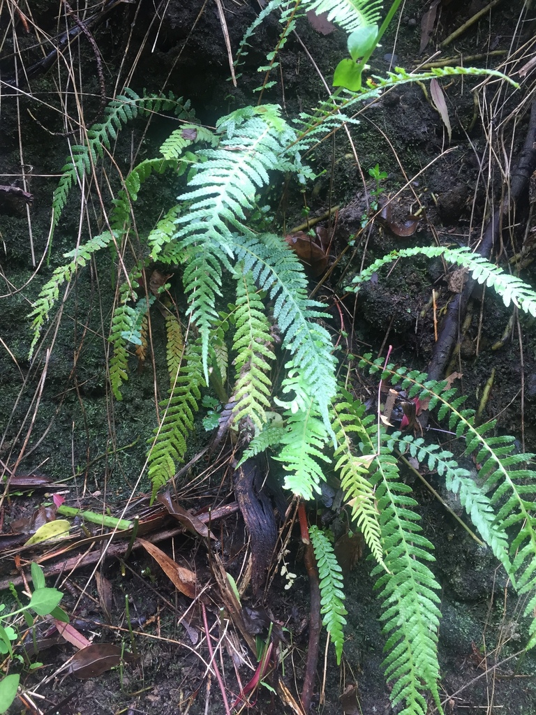 Rasp fern from Upper Blind Creek, Ferntree Gully, VIC, AU on April 11 ...