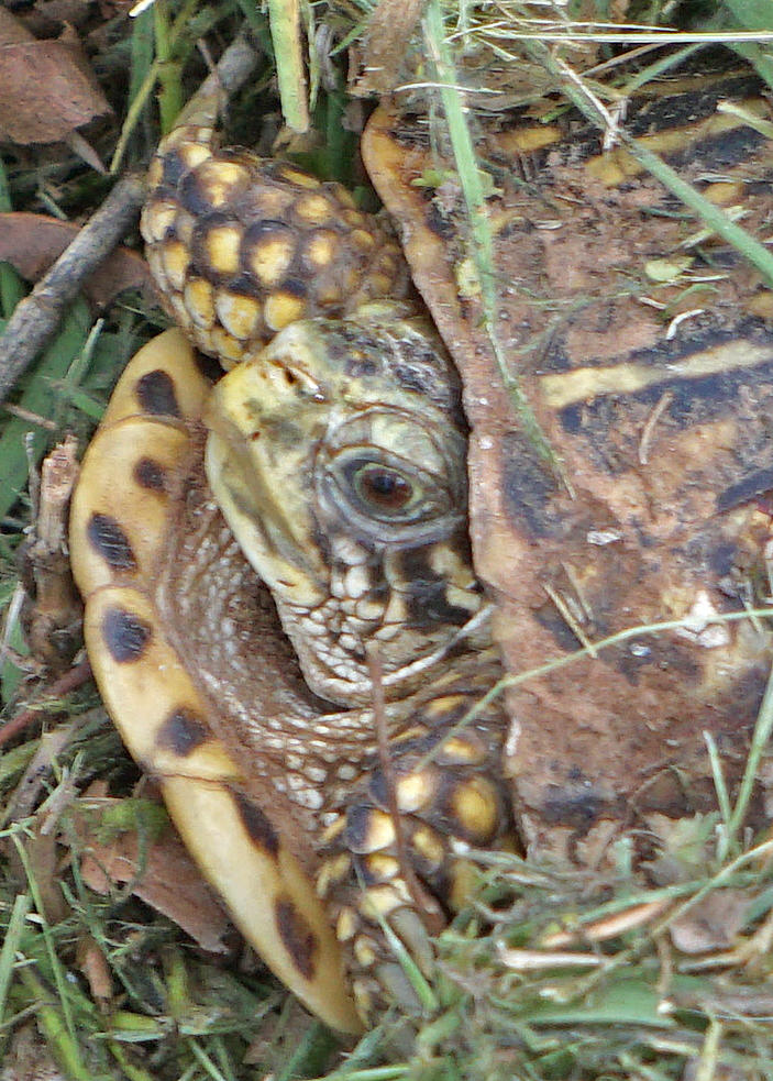 Plains Box Turtle from Colonial Estates Park, Norman, OK 73071, USA on ...