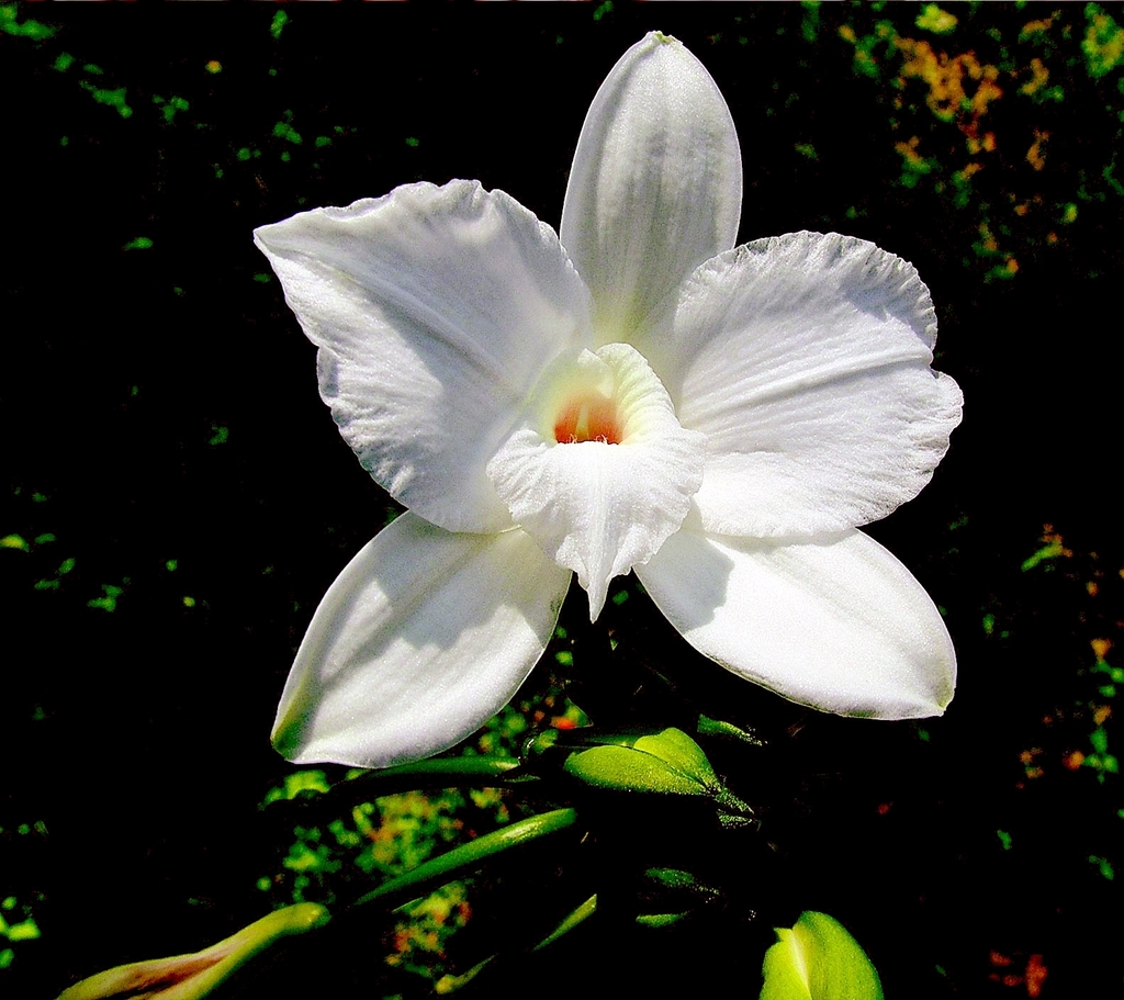 Vanilla barbellata (Vines and Climbing plants of Puerto Rico and the ...